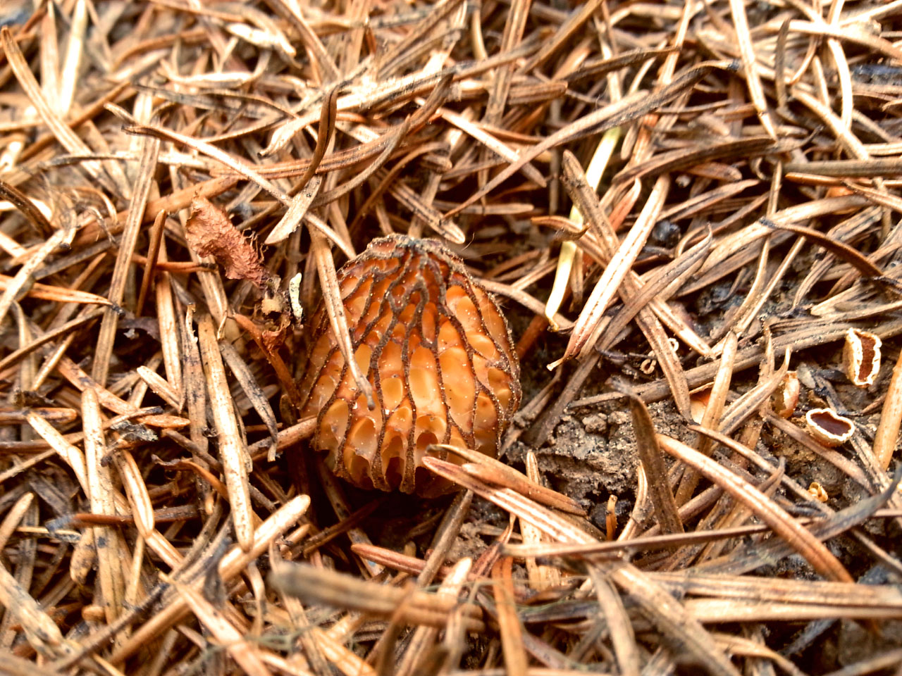 Morel Mecca: Washington Wildfires and a Finicky Fungus – Icicle TV